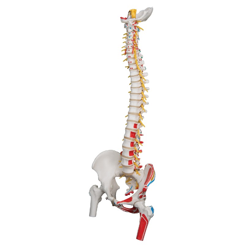 Deluxe Flexible Spine Model | Health and Care